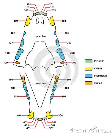 Cats Teeth Dental Formula Stock Vector - Image: 65018345