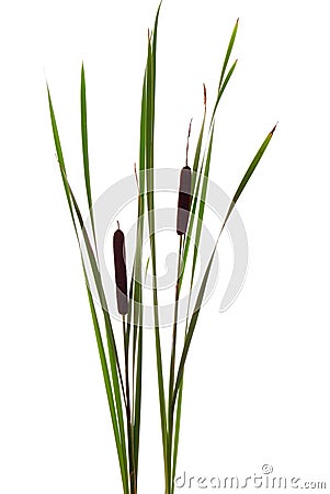 Cattails Royalty Free Stock Image - Image: 10706396