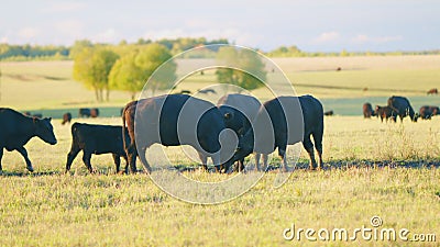 Cattle Brazing in Fields. Black Angus Cows As Herd. Powerful Black Cow ...