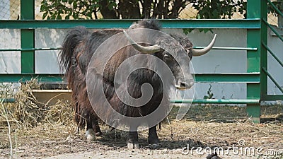 Cattle breed Yak stock footage. Video of buffalo, national - 158149138