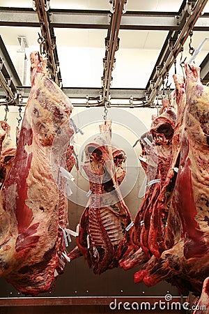 Cattle Carcass Maturing In A Refrigerator Royalty Free Stock Photos ...