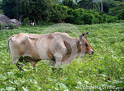 Cattle Of Cuba Stock Photo - Image: 62903965