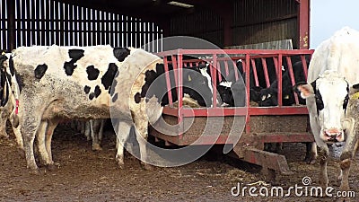 Cattle Feeding on Straw or Silage from a Cage Stock Footage - Video of ...