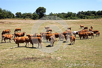 Cattle Grazing Stock Photo - Image: 26348870