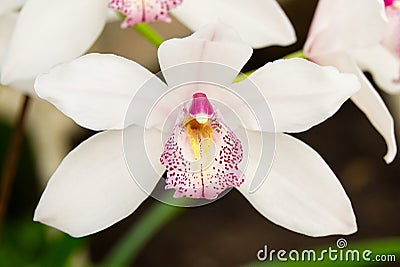 Cattleya Labiata, Also Known As The Crimson Cattleya Or Ruby-lipped ...