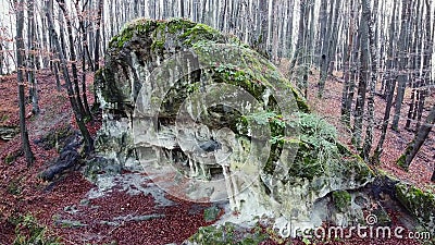 The Cave Grotto in the Forest Stock Video - Video of caving, mysterious ...