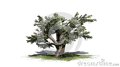 Cedar Of Lebanon Tree Stock Image | CartoonDealer.com #123505747
