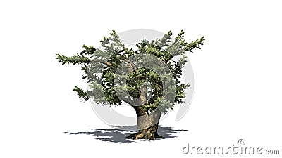 Cedar Of Lebanon Tree Royalty-Free Stock Photography | CartoonDealer ...