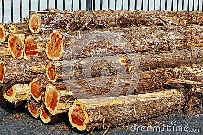 Cedar Logs Stock Photo - Image: 45215425