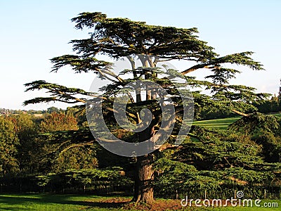 Cedar Tree Royalty Free Stock Photos - Image: 2021298