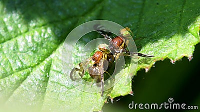 Celery Leaf Mining Fly, Celery Fly, Hogweed Picture-Wing Fly, Euleia ...