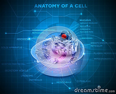 Cell Anatomy Background Cartoon Vector | CartoonDealer.com #65927761