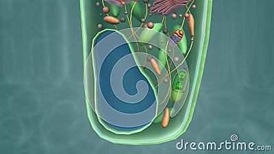 The Cell is the Basic Unit of Life. Plant Cells are Surrounded by a ...