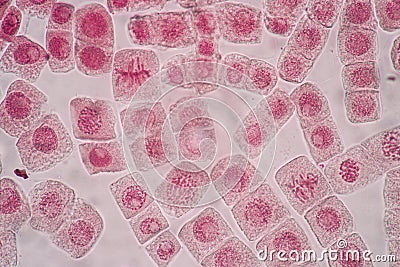 Cell Division And Cell Cycle Under The Microscope. Royalty-Free Stock ...