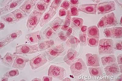 Cell Division And Cell Cycle Under The Microscope. Stock Image ...