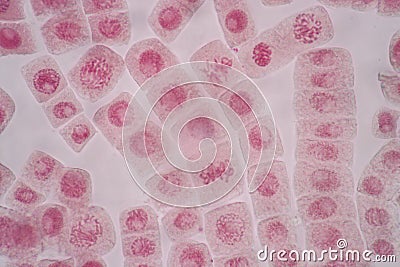 Cell Division And Cell Cycle Under The Microscope. Royalty-Free Stock ...