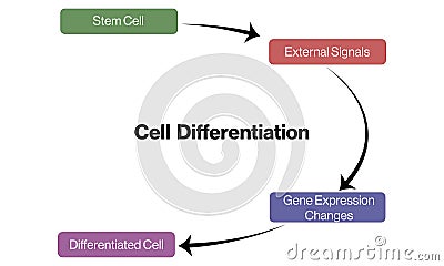 Cell Differentiation Pathway Flowchart Vector With White Background ...