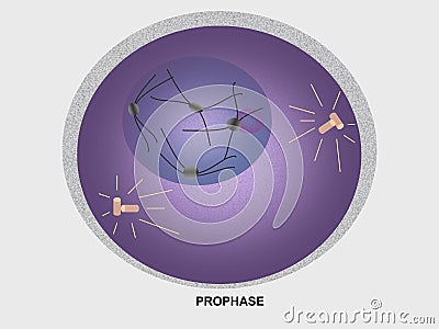 Cell Division Prophase Stock Image - Image: 11556691