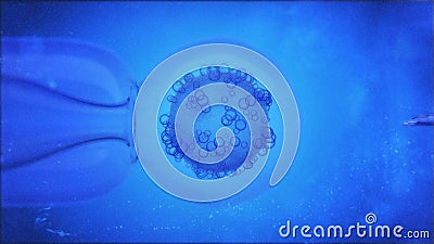 Cell Injection, Needle Injecting Biologic Material into Cell, DNA ...