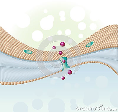 Cell Membrane Cartoon Vector | CartoonDealer.com #18242687
