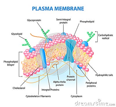 Cell Membrane Anatomy Cartoon Vector | CartoonDealer.com #251954549