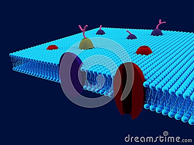 Cell Membrane Stock Illustration | CartoonDealer.com #97368979