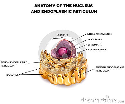 Cell Nucleus And Endoplasmic Reticulum Cartoon Vector | CartoonDealer ...