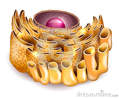 Cell Nucleus And Endoplasmic Reticulum Cartoon Vector | CartoonDealer ...