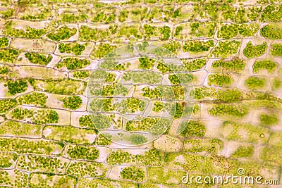 Cell Structure Hydrilla, View Of The Leaf Surface Showing Plant Cells ...