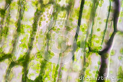 Cell Structure Hydrilla, View Of The Leaf Surface Showing Plant Cells ...