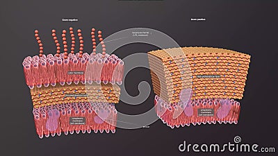 A Cell Wall is a Structural Layer Surrounding Some Types of Cells, Just ...