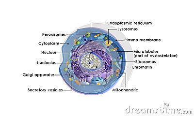 Cellula Animale Illustrazione di Stock - Immagine: 47855932
