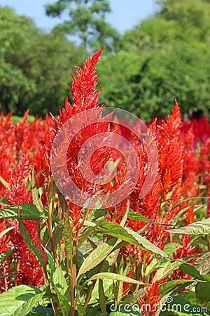 Celosia, Plumed Celosia, Wool Flower, Red Fox Stock Photography ...
