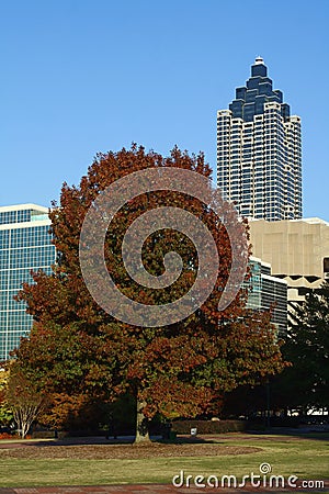 Centennial Tree - Atlanta, Georgia Stock Images - Image: 17422314