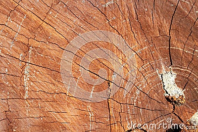 This Center Of The Tree Royalty-Free Stock Image | CartoonDealer.com ...