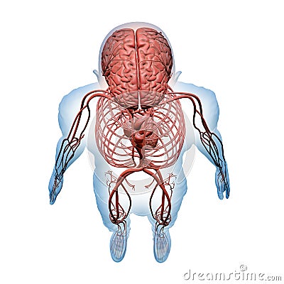 Central Nervous And Circulatory Systems Stock Illustration - Image ...