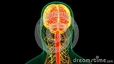 Central Organ of Human Nervous System Brain Anatomy Animation Concept ...