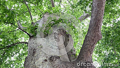 Century old sycamore tree stock video. Video of beautiful - 279430053