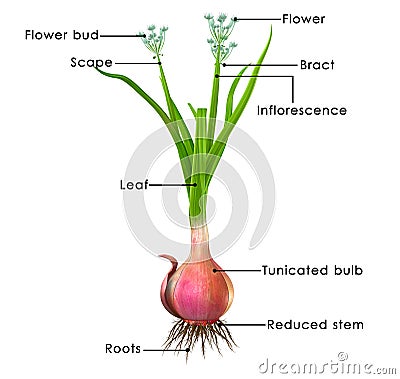 Cepa Del Allium (árbol De La Cebolla) Foto de archivo - Imagen: 48739020