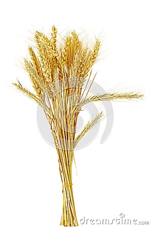 Wheat Bundle stock image. Image of food, bunch, ears - 21746545