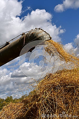 Chaff And Straw Leaving The Blower Pipe Of A Threshing Machine And ...
