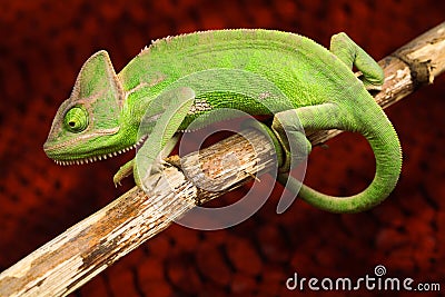 Chameleon looking down stock photo. Image of creature - 4641792
