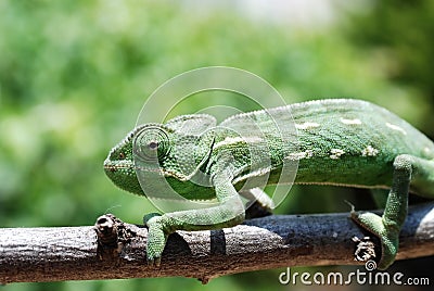 Chameleon looking down stock photo. Image of creature - 4641792