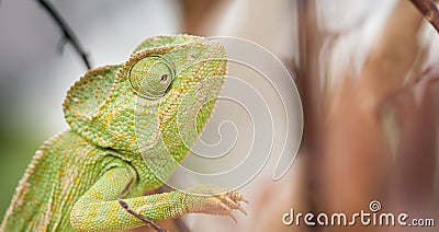Chameleon looking down stock photo. Image of creature - 4641792