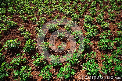 Champ D'arbre D'arachides Photo stock - Image: 54699779