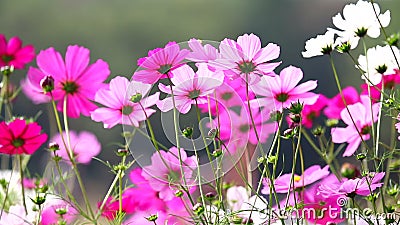 Champ Des Fleurs Roses, HD 1080P Clips Vidéos - Vidéo du beau, ciel ...