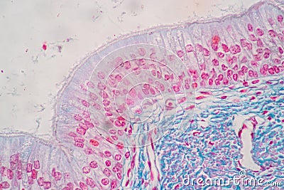 Characteristics Of Columnar Epithellum Cell Cell Structure Of Human ...