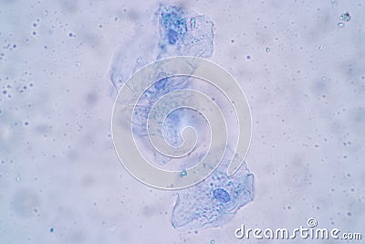 Characteristics Of Squamous Epithelial Cell Cell Structure Of Human ...