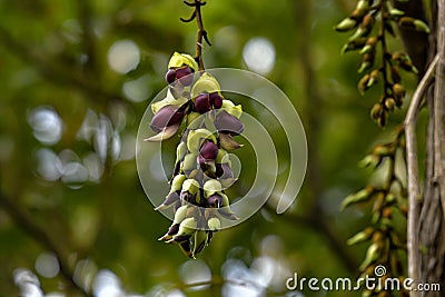 Dark Light And Shadow Forest, Drooping Flower Rope, Charming Blood Vine ...