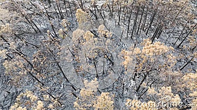 Charred Dead Vegetation Burnt Down after Wildfire Destroyed Florida ...